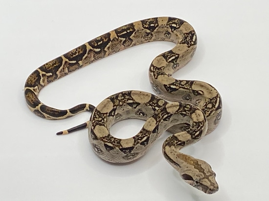 Costa Rican Boa Constrictor by Boston Boas2