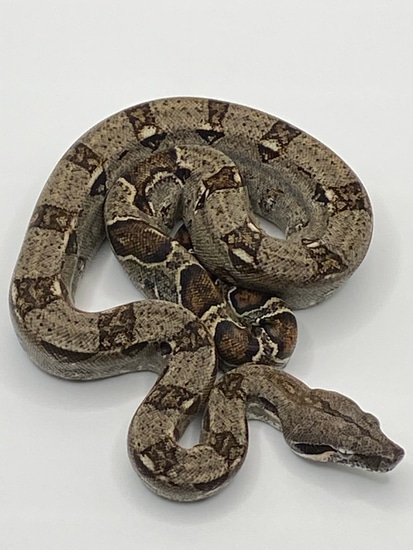 Normal Bci 66% Het Kahl Albino Boa Constrictor by Boston Boas2