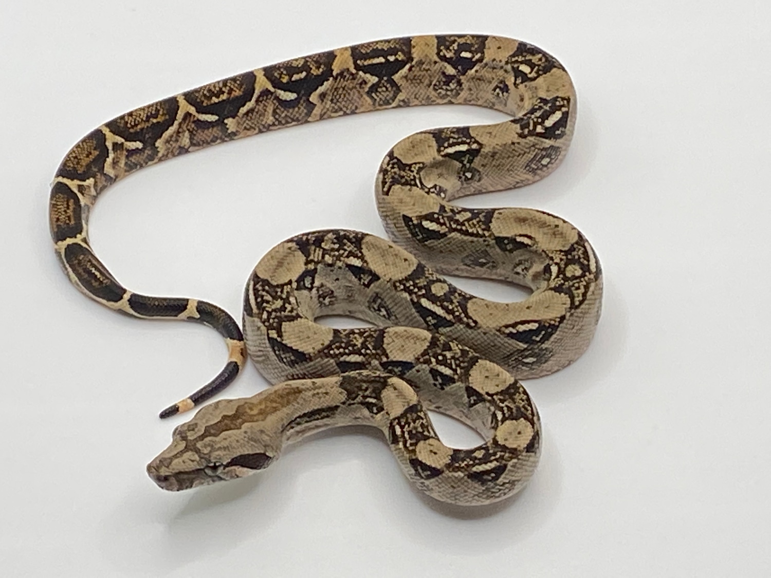 Costa Rican Boa Constrictor by Boston Boas - MorphMarket