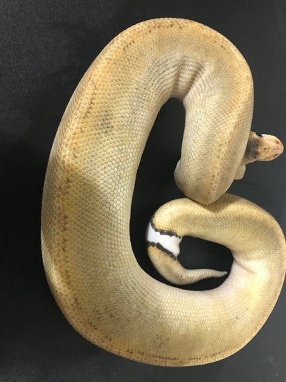 Champagne Fire Paradox Ringer Ball Python by Scales never fail reptiles
