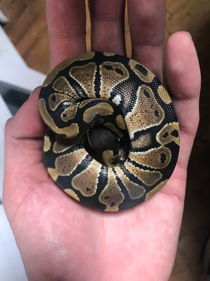 Normal Ball Python by Scales never fail reptiles