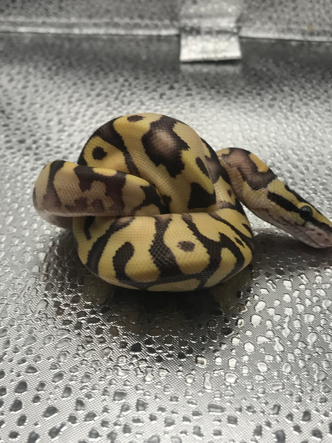 Pastel Fire Enchi Yellowbelly/gravel Ball Python by Scales never fail ...