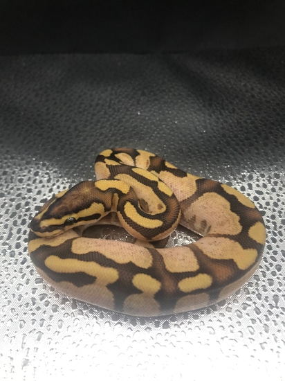 Od Calico Ball Python by Scales never fail reptiles