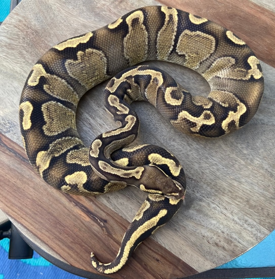 Lucifer GHI Pos Het Pied Ball Python by Ball.is.life.style