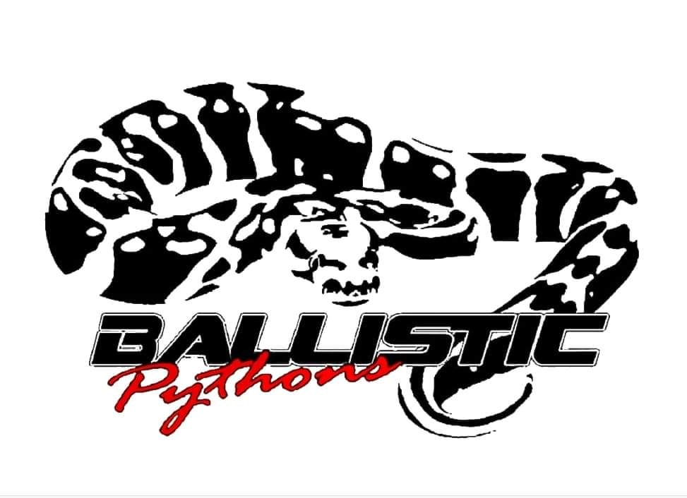 Ball Python Clutch 12 By Ballistic Pythons MorphMarket ball-python-clutch-12-by-ballistic-pythons-morphmarket