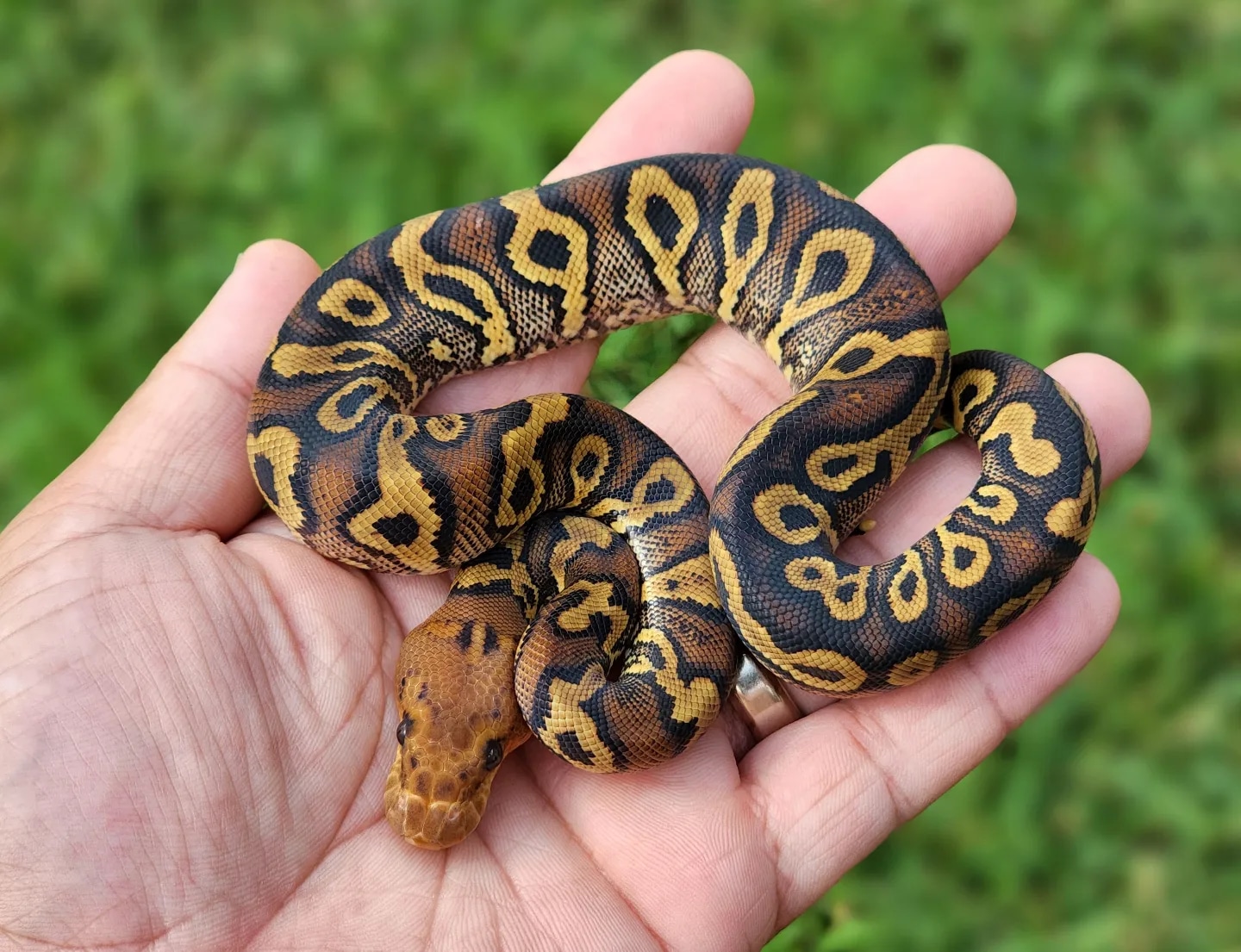 Mahogany Yellowbelly Pos OD Clown Ball Python by Ballistic Pythons ...