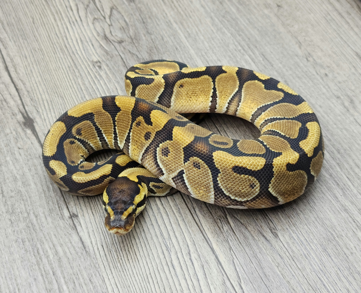 Enchi Double Het Clown Pied Ball Python by Ballistic Pythons - MorphMarket