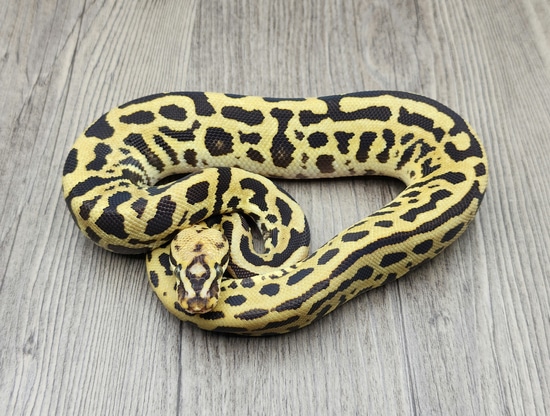 Fire Leopard Spotnose Het Clown Ball Python by Ballistic Pythons
