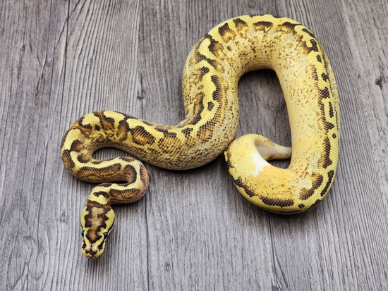 Spider Freeway Ball Python by Ballistic Pythons