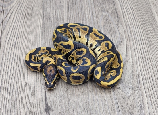 Leopard Het Monarch Ball Python by Ballistic Pythons