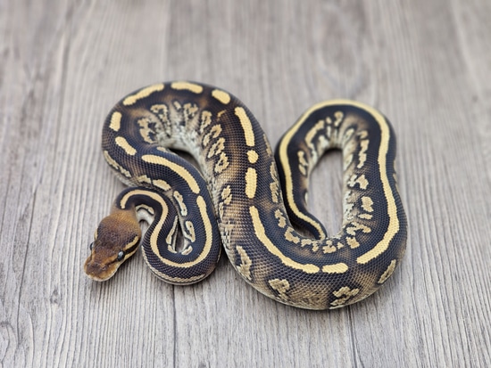 Stranger Phantom Het Red Axanthic Ball Python by Ballistic Pythons