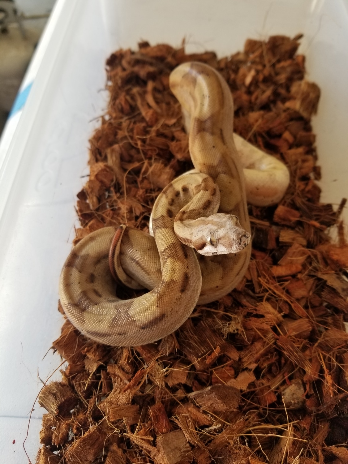 Hypo Motley Het Albino Het Anery Boa Constrictor by Deans Reptiles and ...