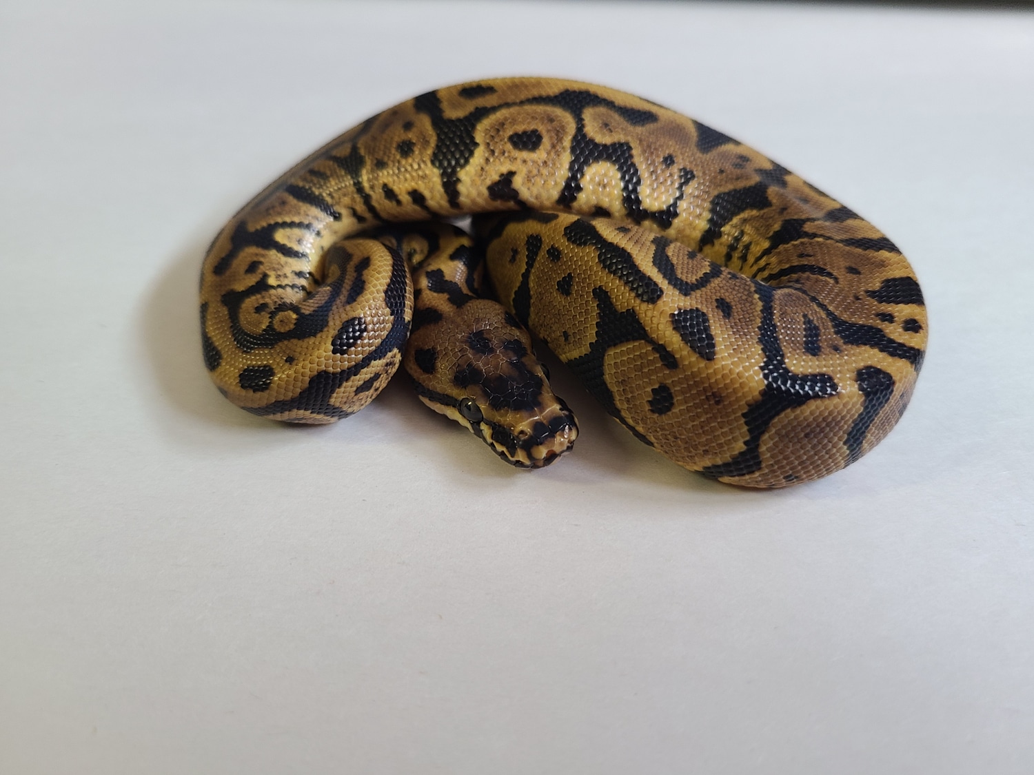 Spotnose Confusion Ball Python by Deans Reptiles and Rodents - MorphMarket