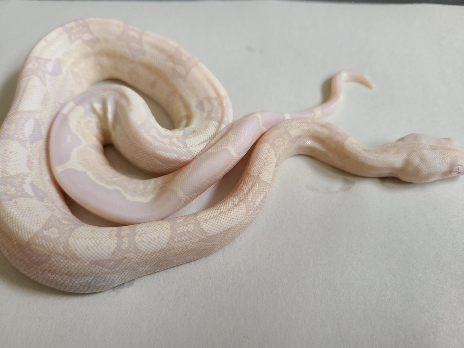 Snow Boa Boa Constrictor by Deans Reptiles and Rodents - MorphMarket
