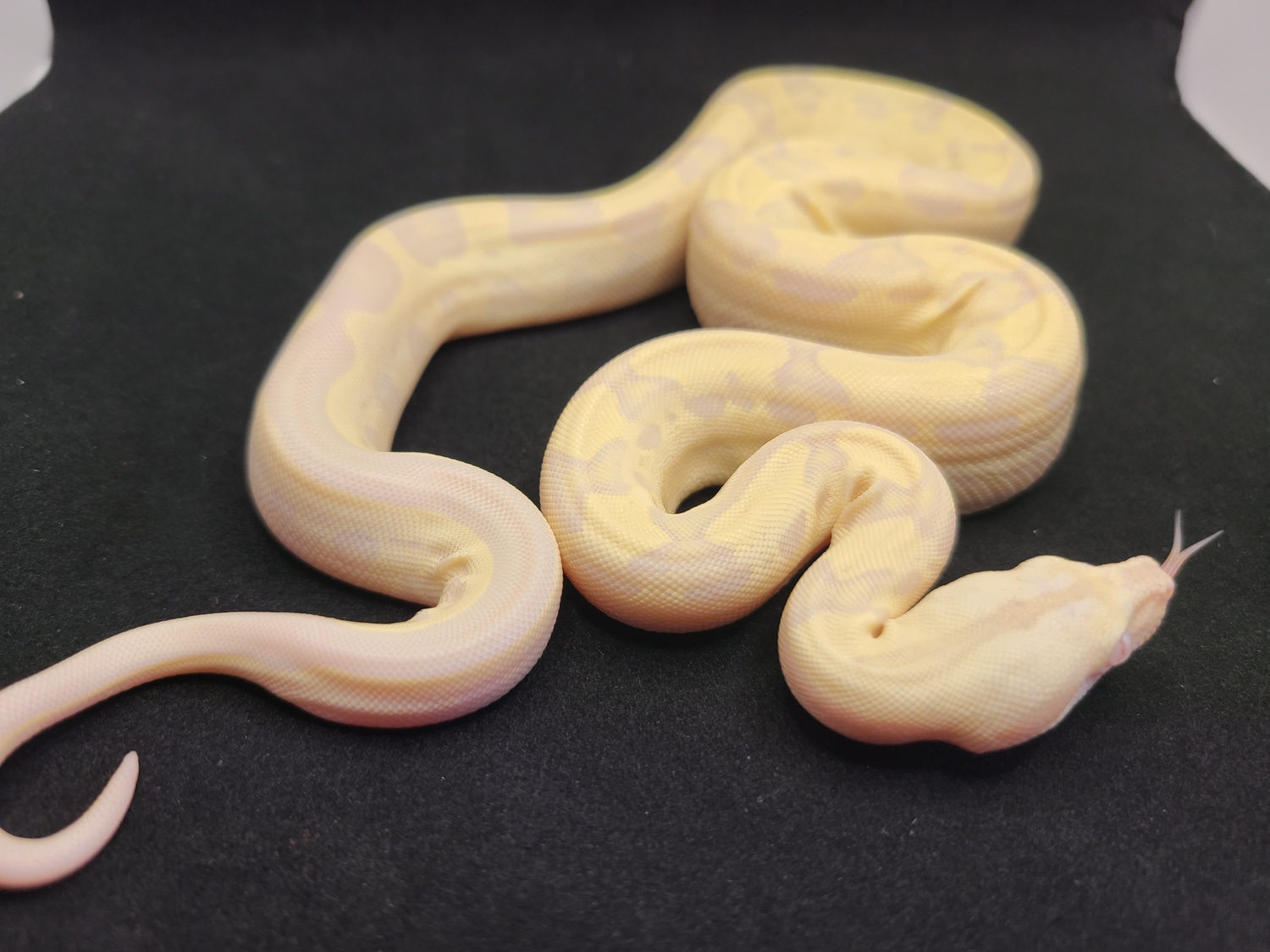 Moonglow Motley Boa Constrictor by Deans Reptiles and Rodents - MorphMarket