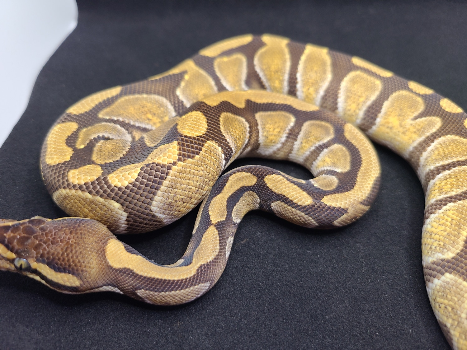 Cypress Ball Python by Deans Reptiles and Rodents - MorphMarket