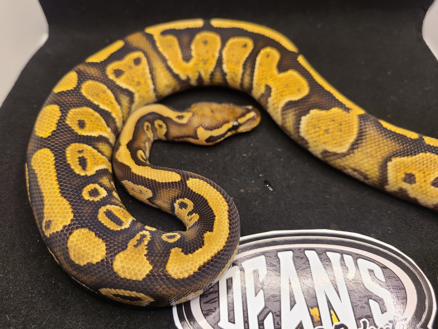 Fire Enchi Dh Clown Pied Ball Python by Deans Reptiles and Rodents ...