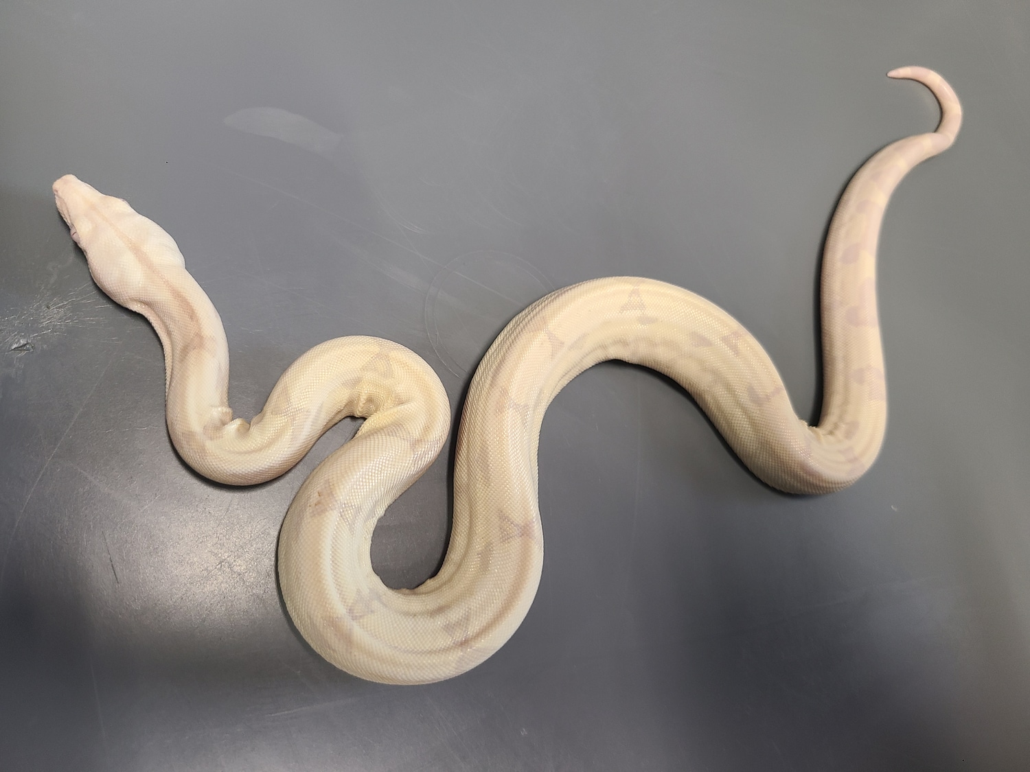 Moonglow Boa Constrictor by Deans Reptiles and Rodents - MorphMarket