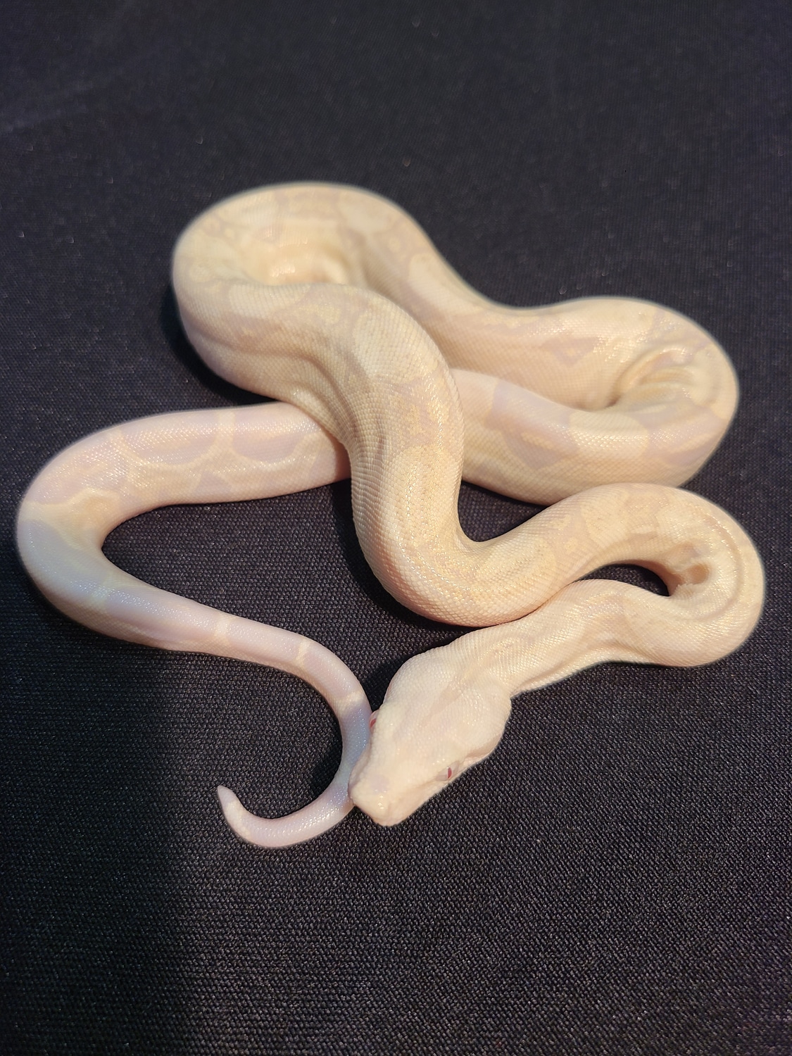 Snow Boa Constrictor by Deans Reptiles and Rodents - MorphMarket