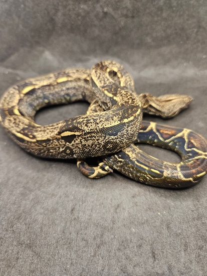 Img Het Albino Ph Anery Boa Constrictor by Deans Reptiles and Rodents