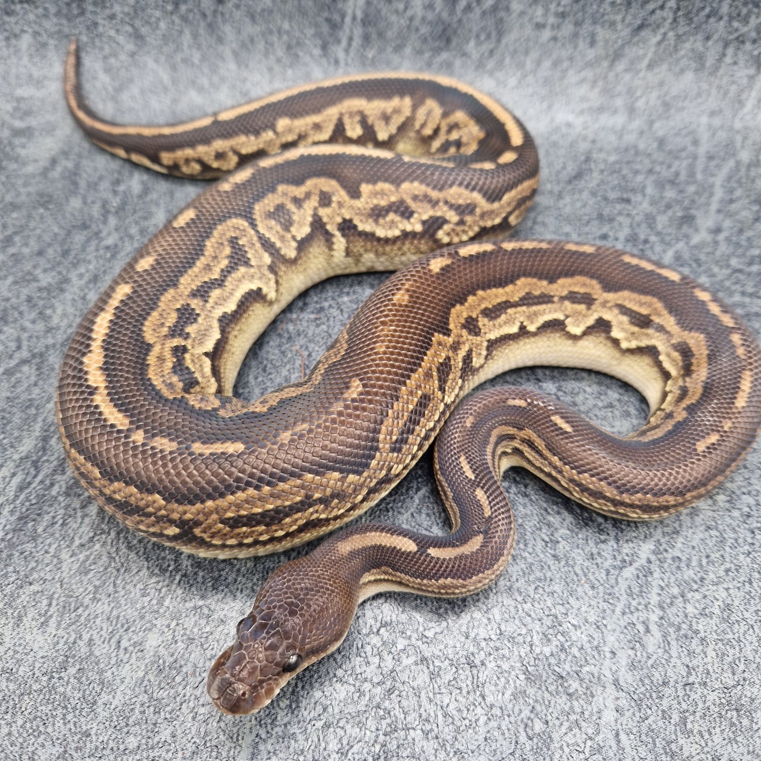 Cinnamon Mahogany Ball Python by Syuh Exotics - MorphMarket