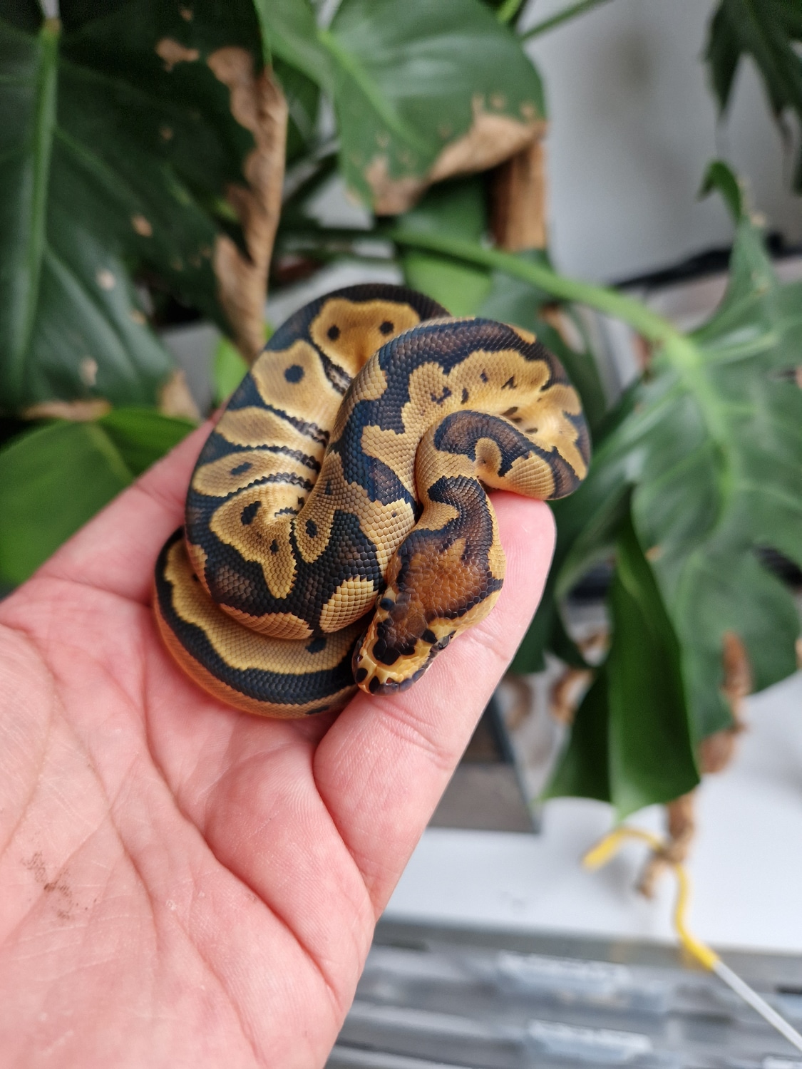 Chocolate Clown Ball Python by Syuh Exotics - MorphMarket