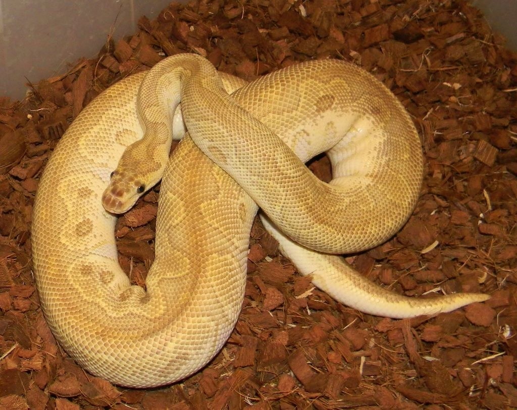 2017 Lesser Clown Male PROVEN BREEDER Ball Python by Andrew's Store ...
