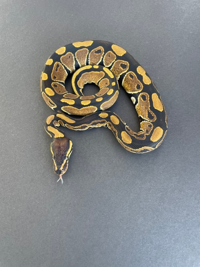 Female Genetic Black Back Ball Python by Ball or Nothing Pythons