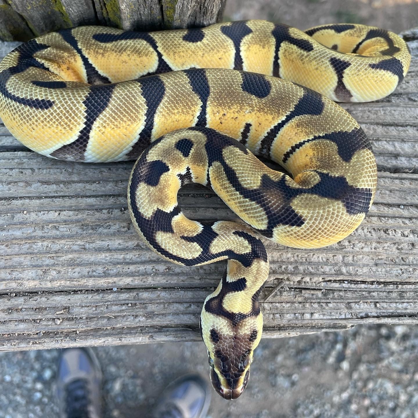 Pastel Enchi GHI Ball Python by Ball or Nothing Pythons - MorphMarket