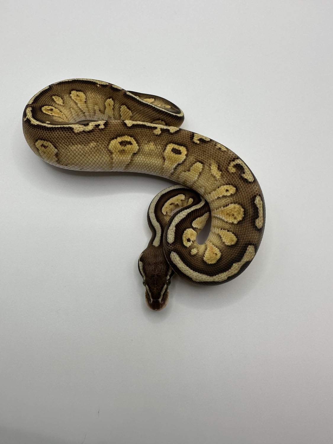 Ball or Nothing Pythons's Collection - MorphMarket