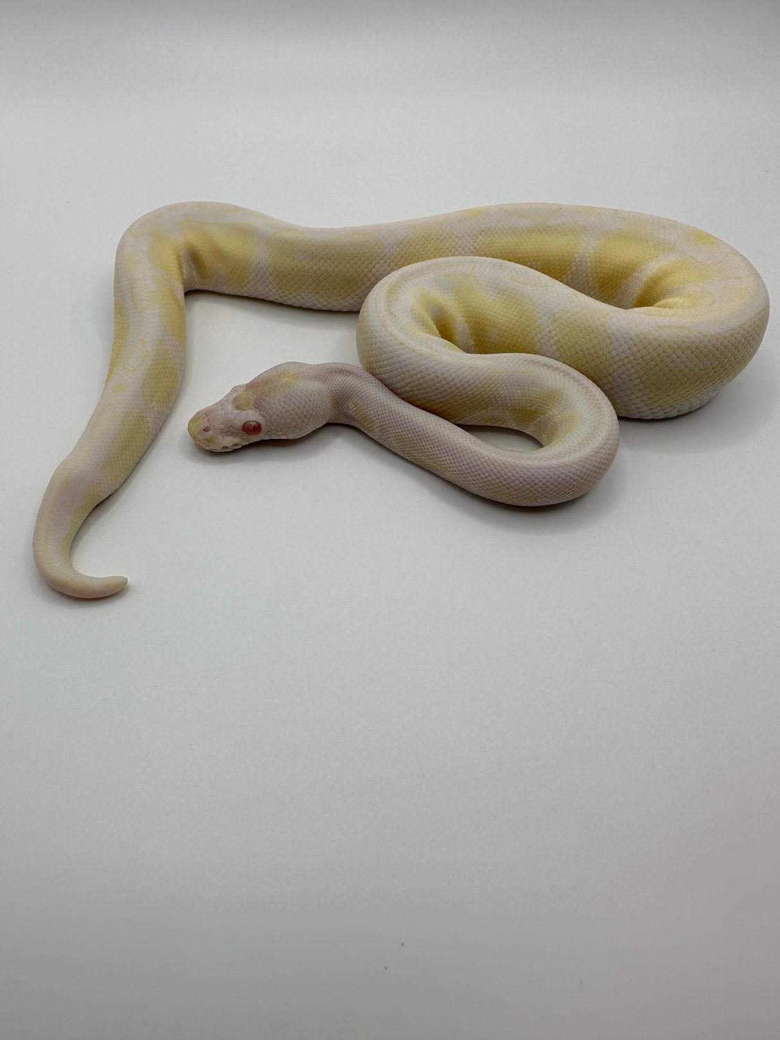 VPI Snow Ball Python by Ball or Nothing Pythons - MorphMarket