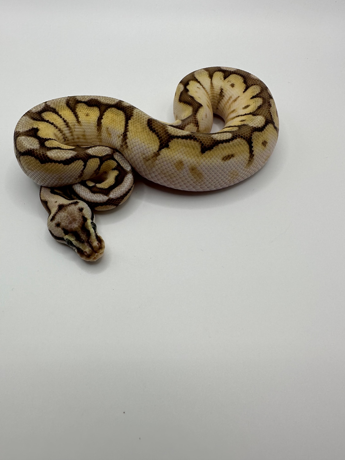Calico Pastel Spider Mojave Ball Python by Ball or Nothing Pythons ...