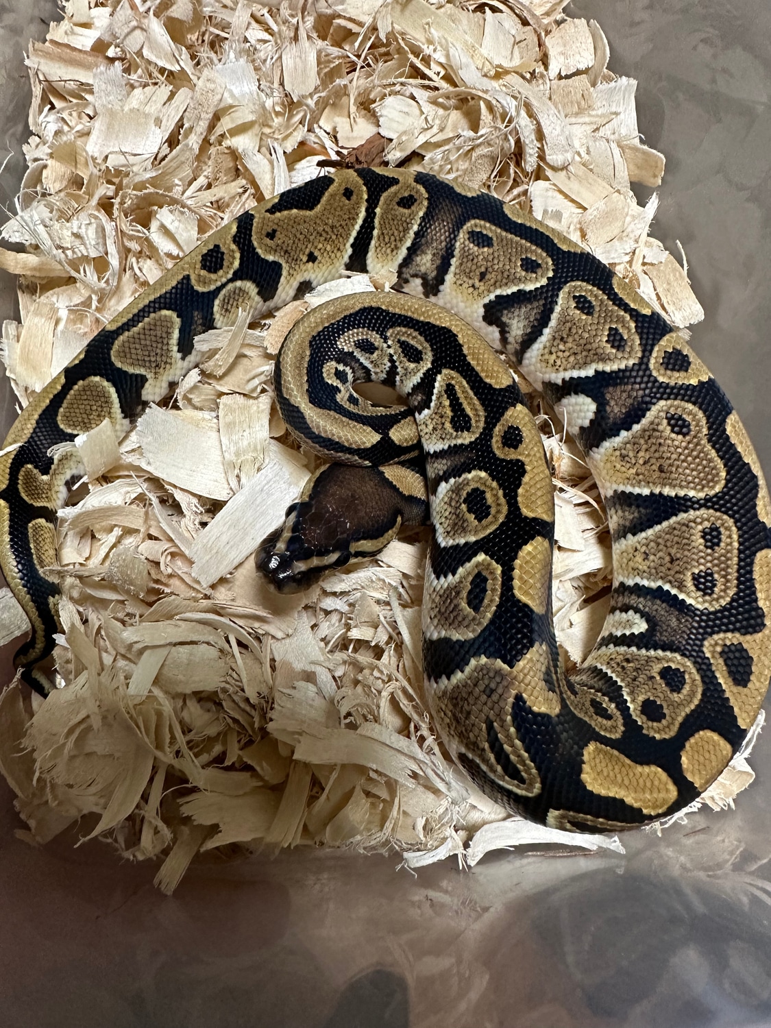 Double Het G-Stripe Clown Ball Python by Ball or Nothing Pythons ...