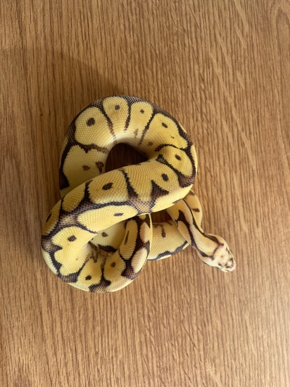 Vanilla Bumblebee Mystic Or Special 100% Het Pied Poss Super Pastel ...