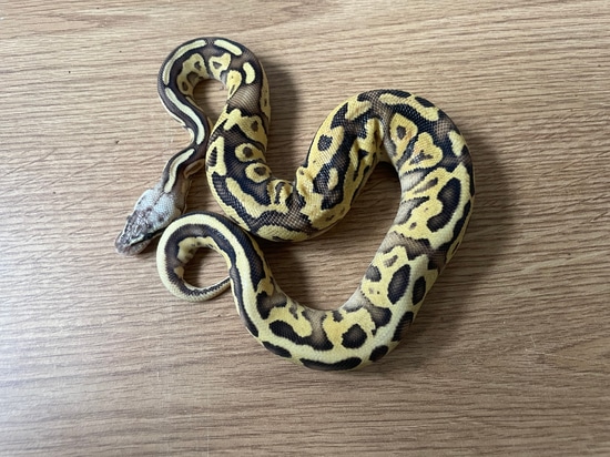 Firefly Leopard Mystic/Special Probably Malum Ball Python by Royal Shack
