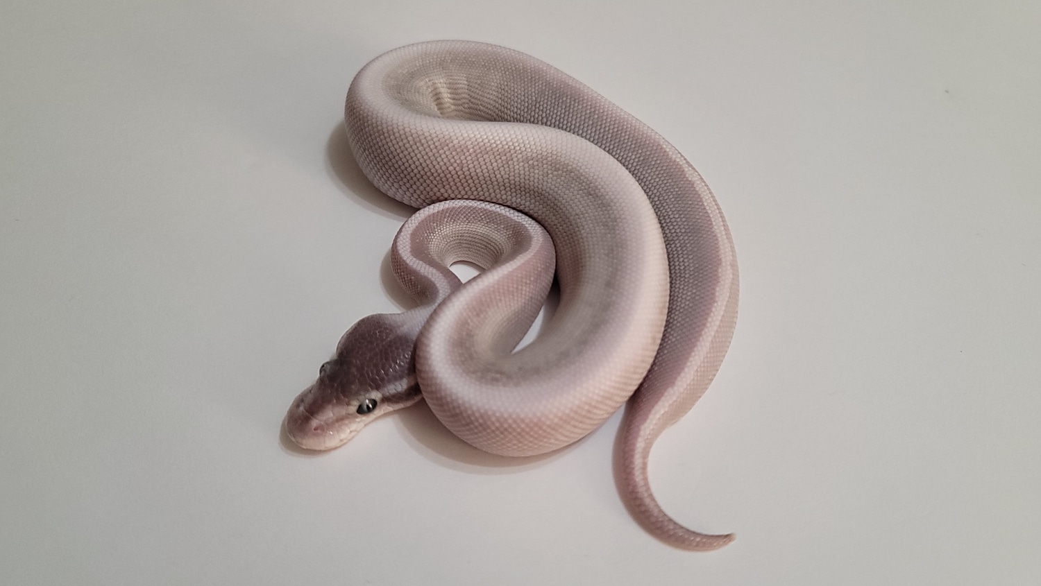 GHI Mystic Potion Ball Python by The Ball Pit Reptiles - MorphMarket