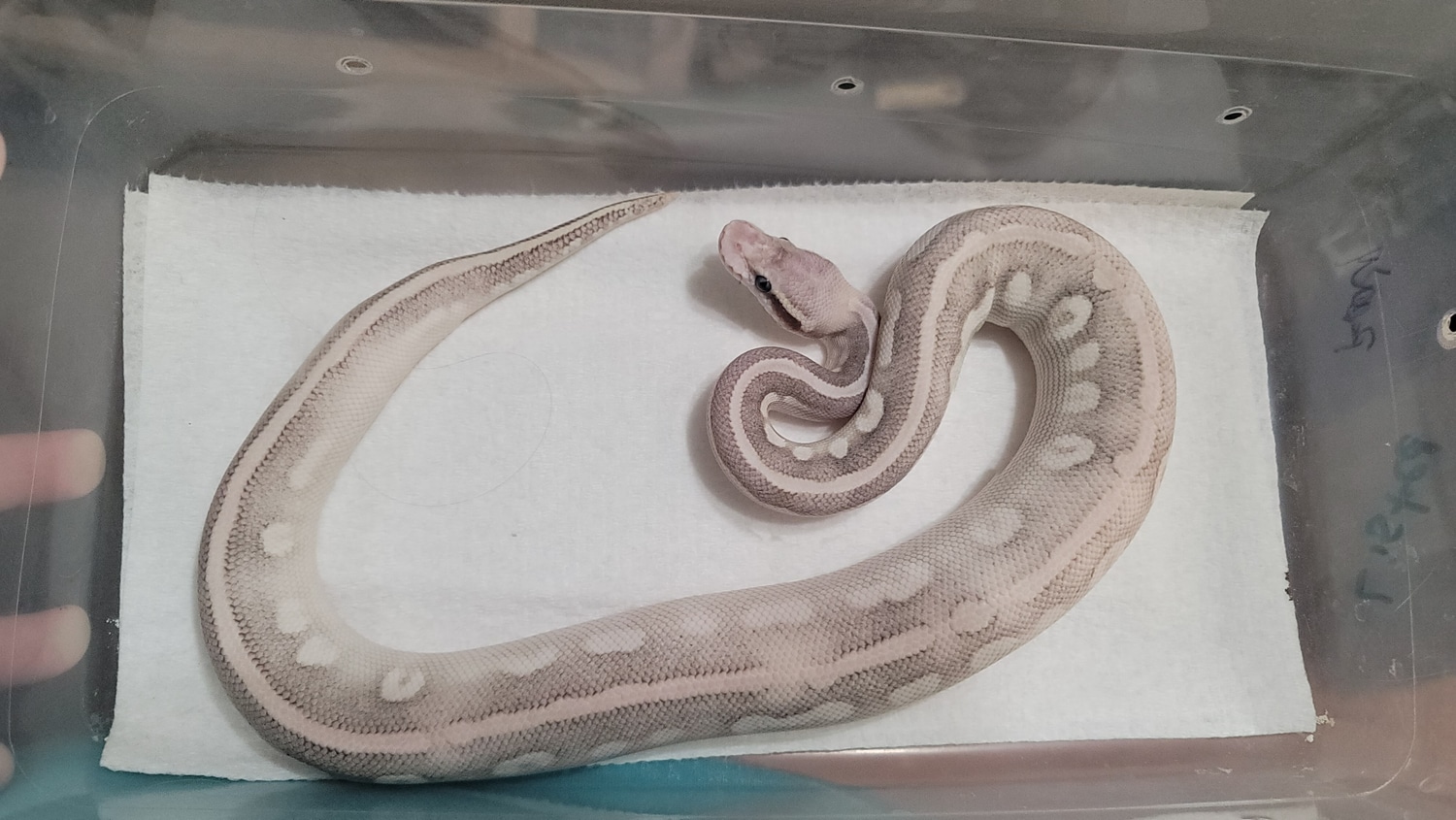 Pastel Mystic Potion Ball Python by The Ball Pit Reptiles - MorphMarket