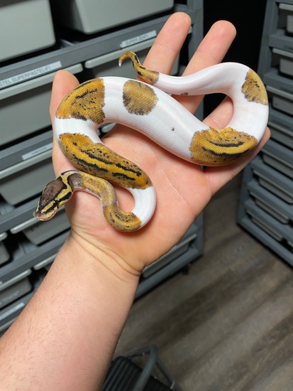 Pastel Pied Ball Python by A.Koehler Reptiles