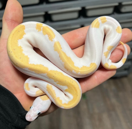 Super Fire Clown Poss Orange Dream , Blade, Super Blade Ball Python by ...