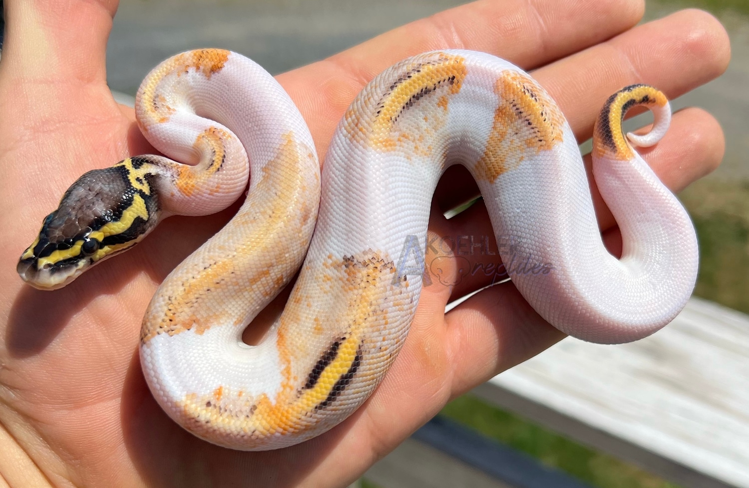 Super Pastel Pied Pos GeneX Pos Yb Or Specter Ball Python by A.Koehler ...