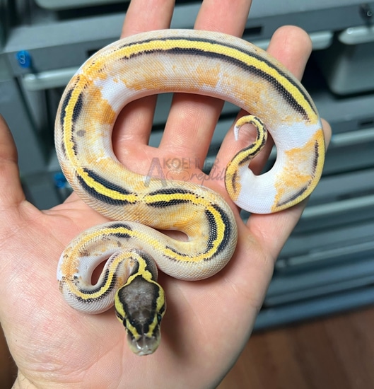 Super Pastel Prob Yb Or Specter Pied Pos GeneX Ball Python by A.Koehler ...