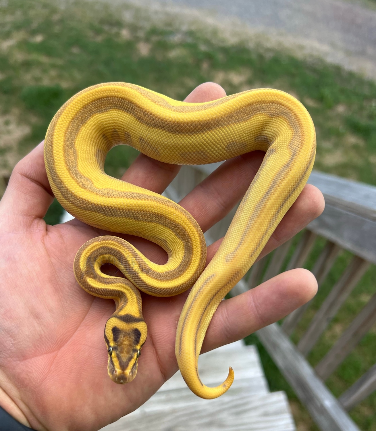 Super Orange Dream Enchi Leopard Lesser Prob Yb Ball Python by A ...