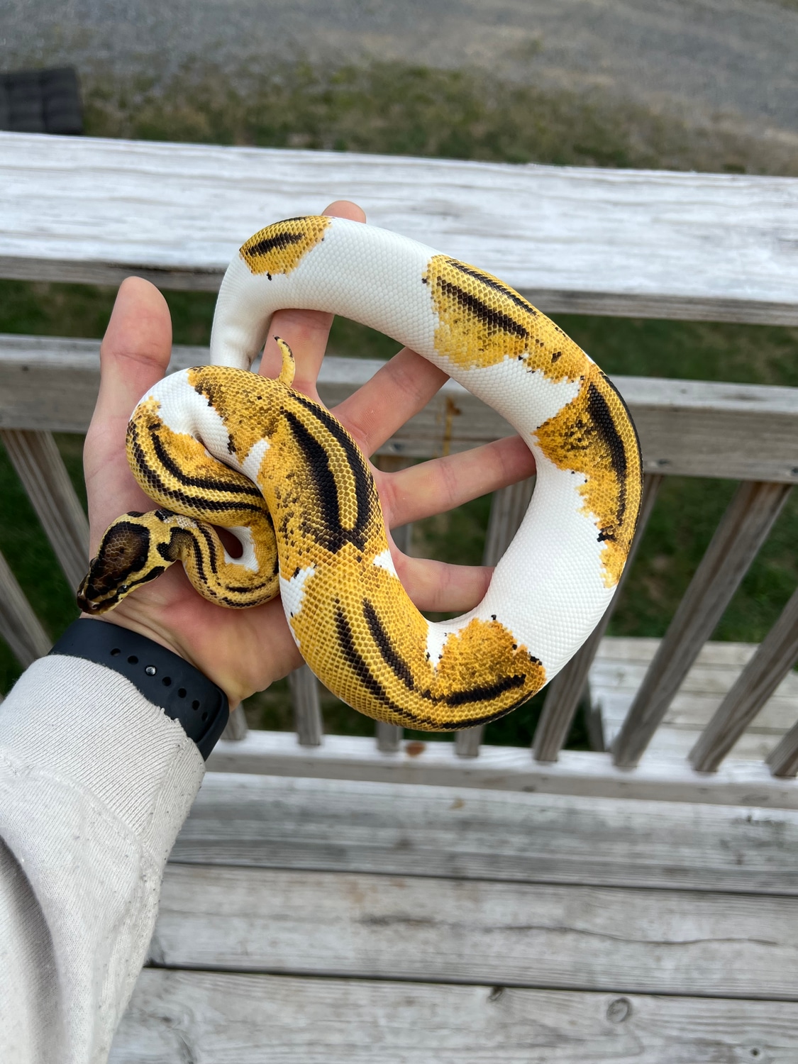 Yellowbelly Pastel Pied Pos GeneX Ball Python by A.Koehler Reptiles ...
