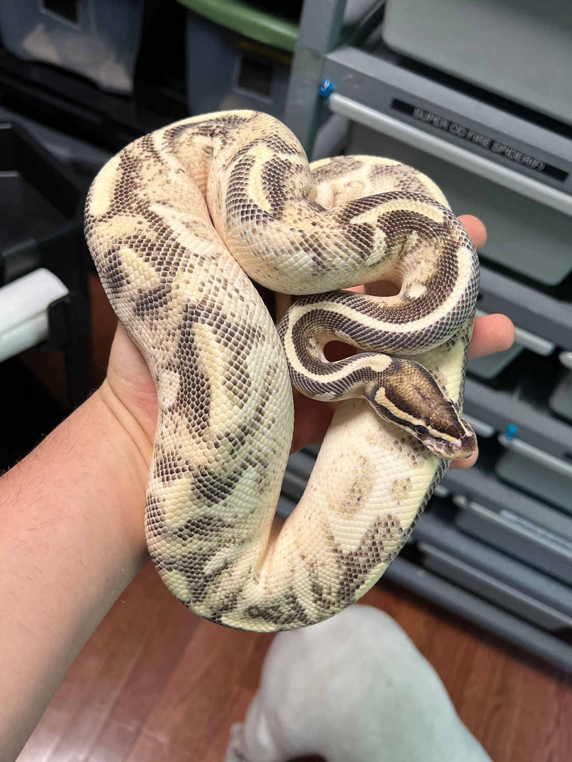 Orange Dream Super Gravel Ball Python by A.Koehler Reptiles - MorphMarket