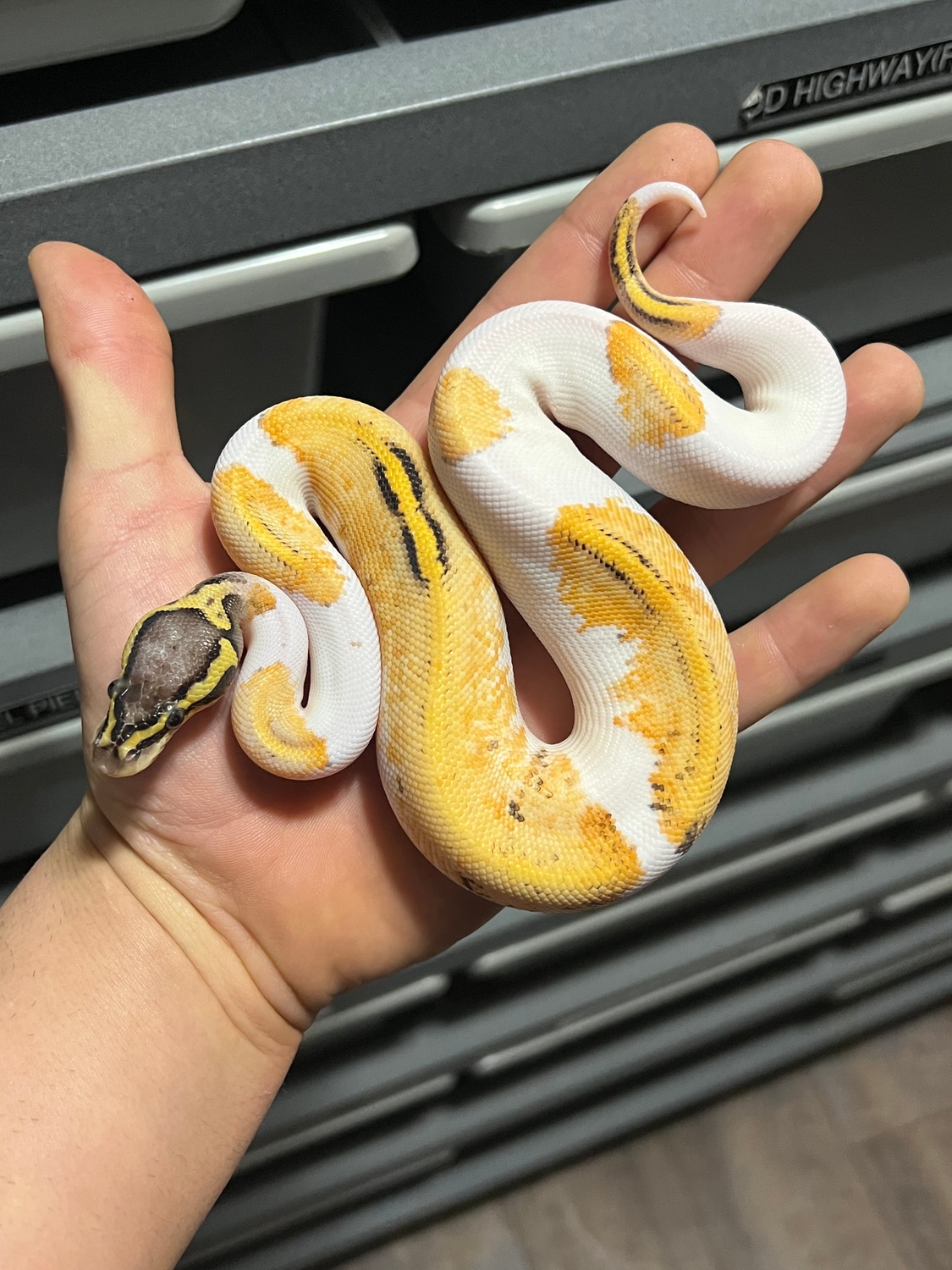 Super Pastel Yb Or Specter Pied Pos Gene X Ball Python by A.Koehler ...