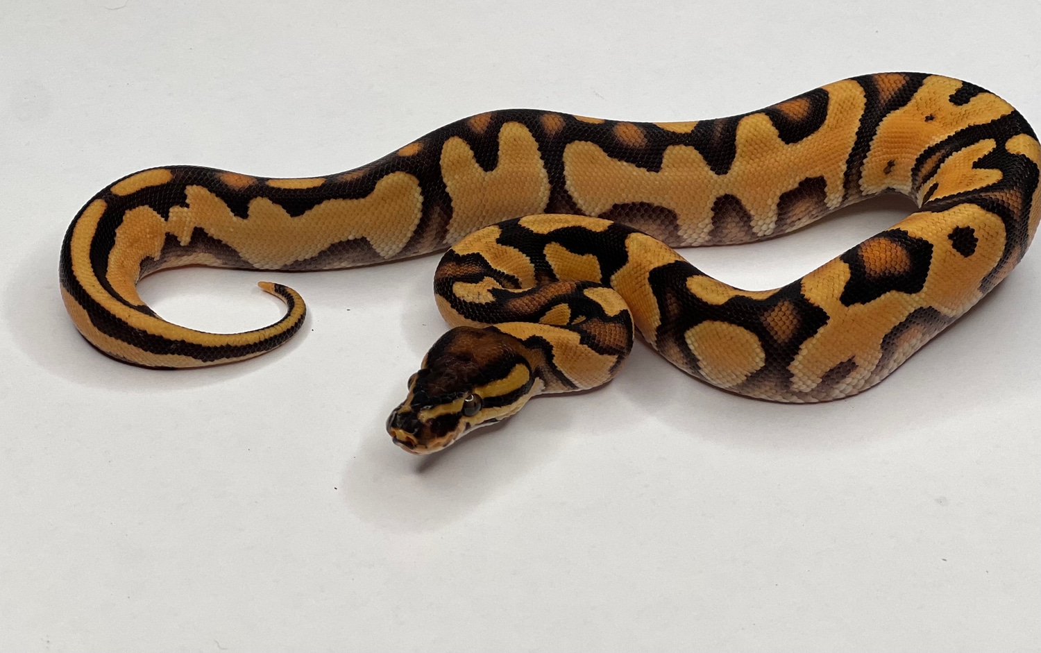 Super Orange Dream Gravel Ball Python by A.Koehler Reptiles - MorphMarket