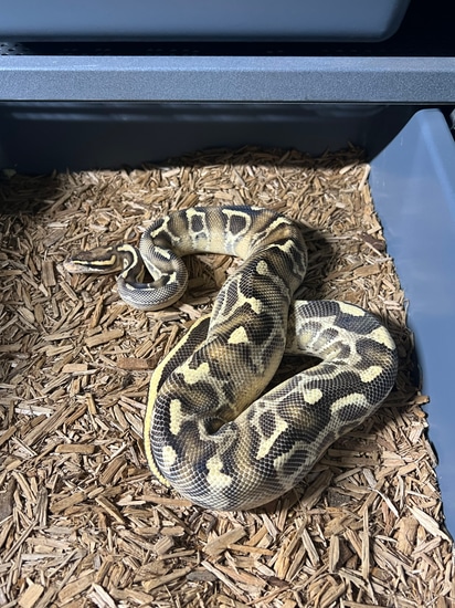 Leopard Phantom Freeway Ball Python by A.Koehler Reptiles