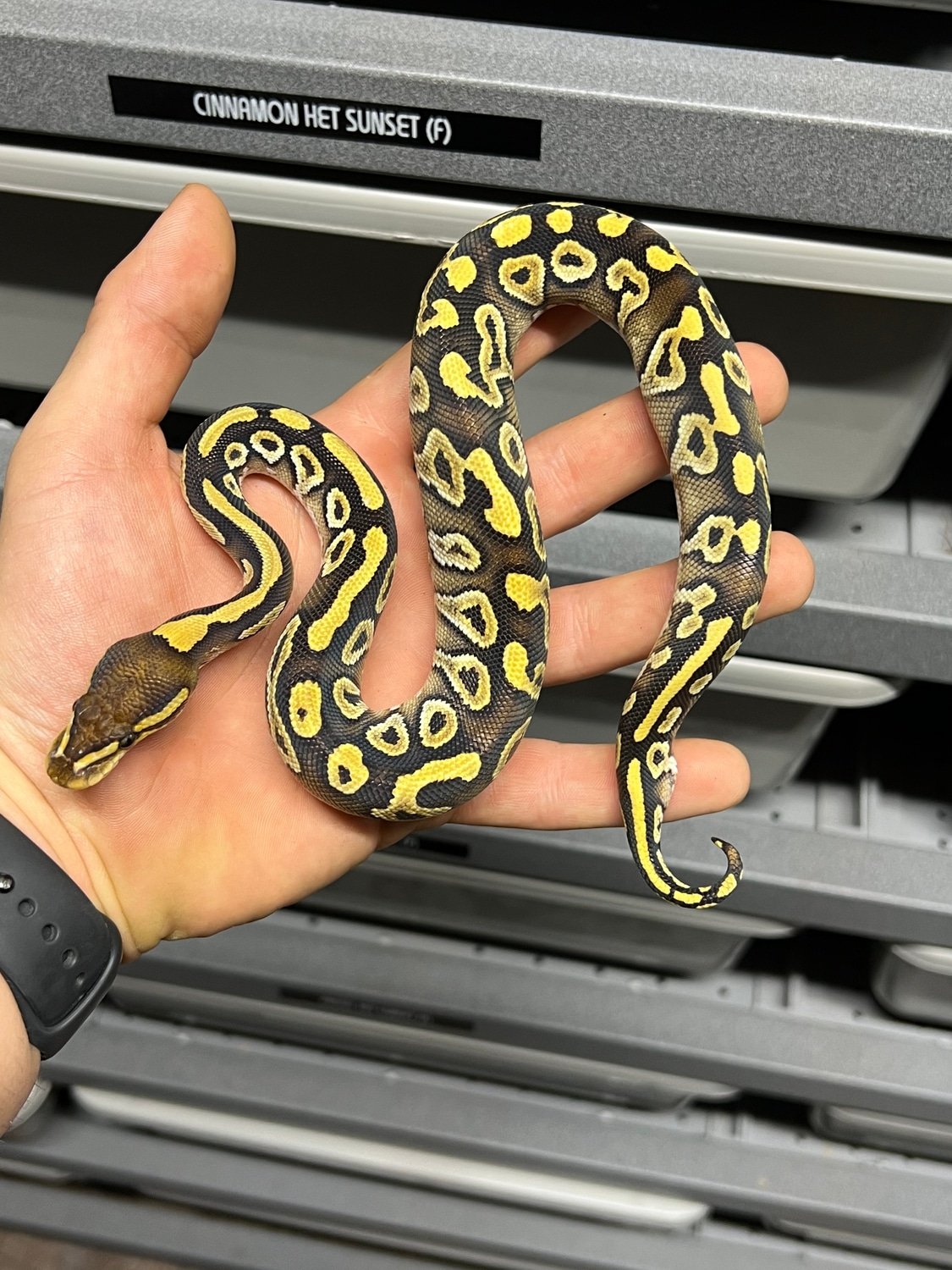 Mojave Gravel Het Clown Ball Python by A.Koehler Reptiles - MorphMarket
