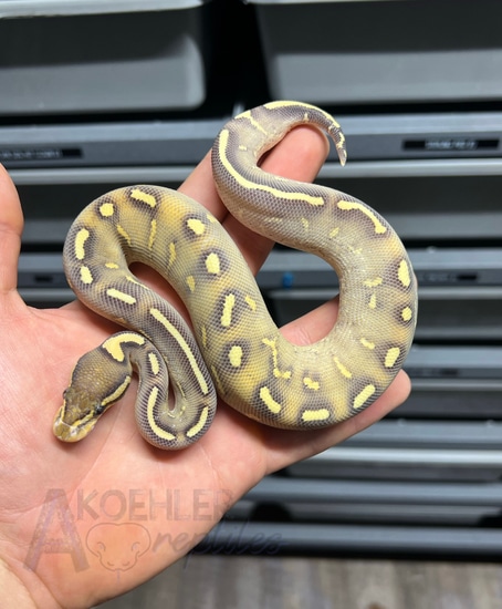 Super Gravel Mojave Het Clown Ball Python by A.Koehler Reptiles