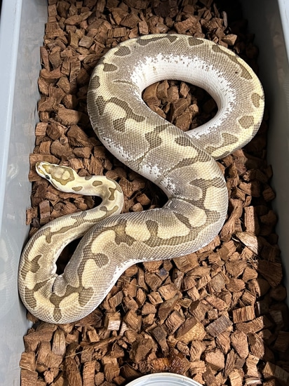 Bamboo Super Enchi Ball Python by A.Koehler Reptiles